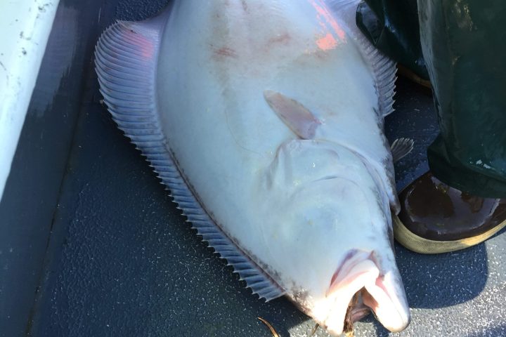 Raven: Halibut Fishing in Neah Bay | Fish Neah Bay
