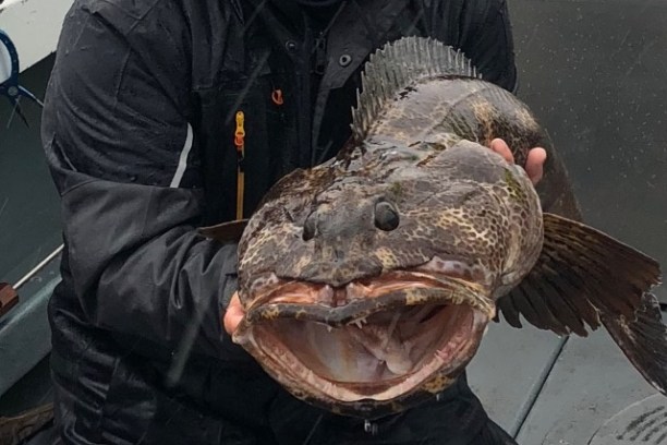 Raven: Halibut Fishing in Neah Bay | Fish Neah Bay